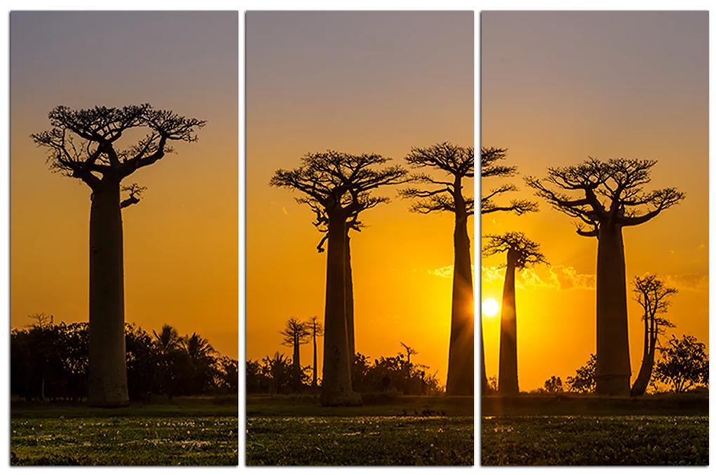 Slika na platnu - Baobabi  105B (135x90 cm)