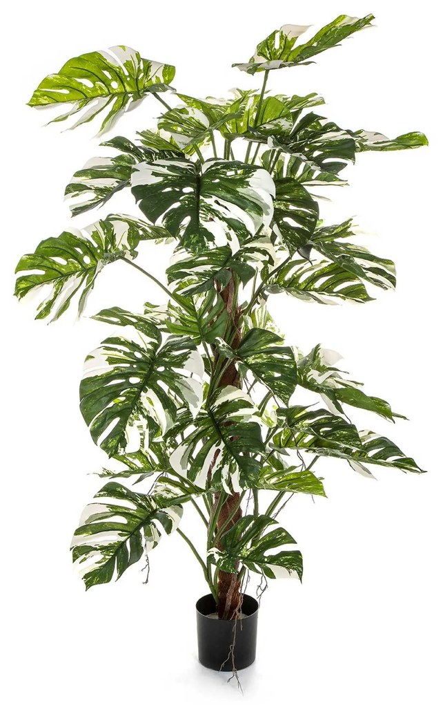 Monstera albo variegata umělá V 160 cm