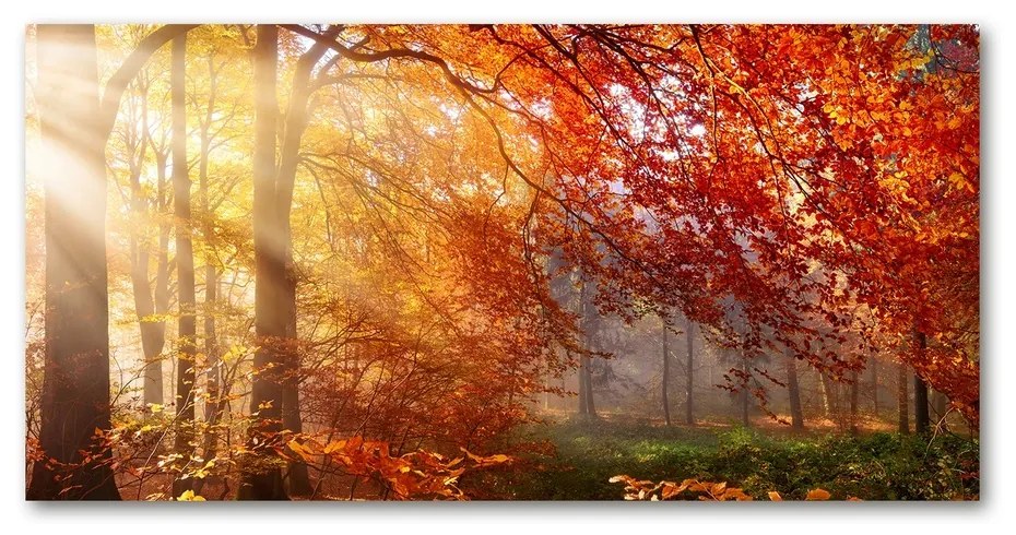 Wallmuralia Foto obraz fotografie na skle Podzimní les 120x60 cm