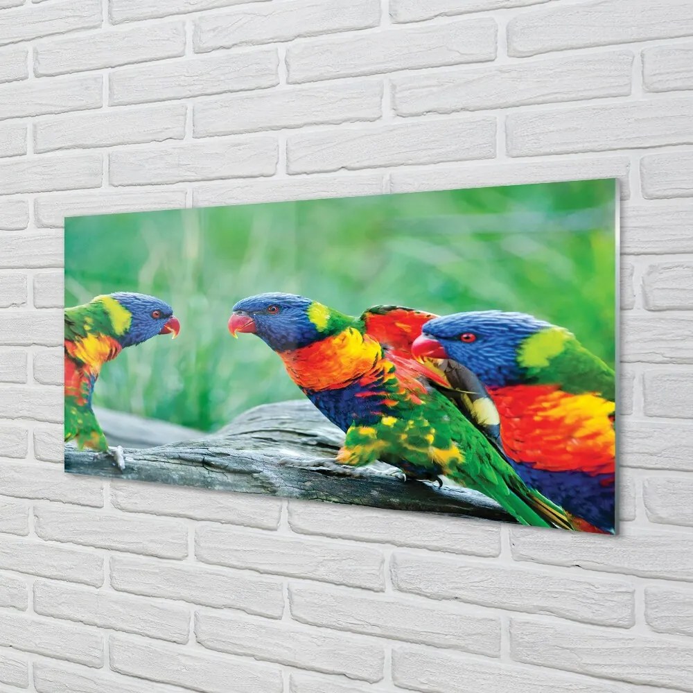 Obraz na skle Barevný papoušek stromu 120x60 cm