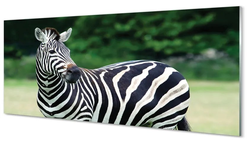 akrylový obraz Zebra box 120x60 cm