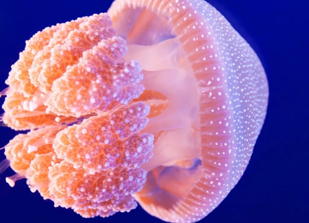 Obraz na plátně medúza Velikost (šířka x výška): 150x100 cm