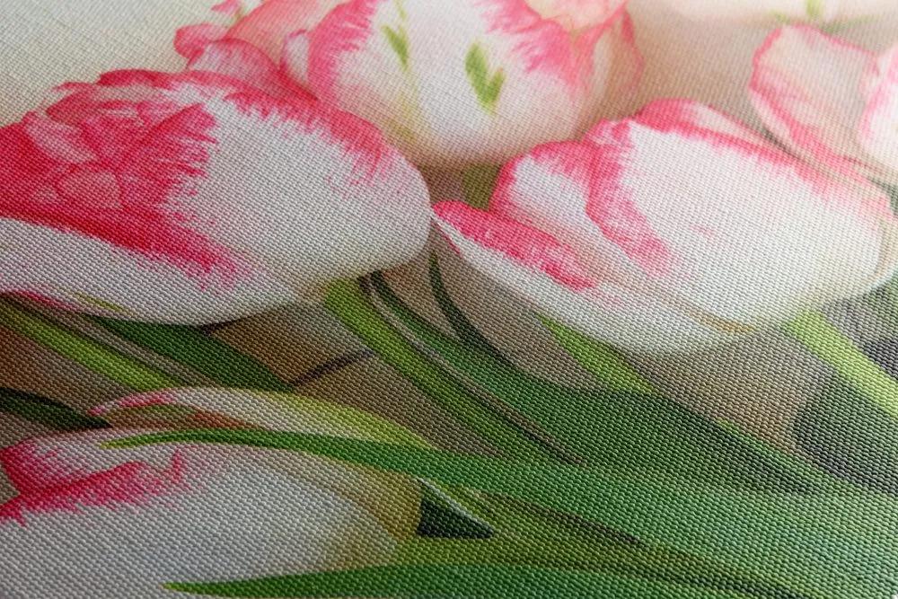 Obraz jarní tulipány Varianta: 120x80