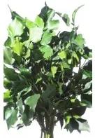Hedera Arborea Green - zelená