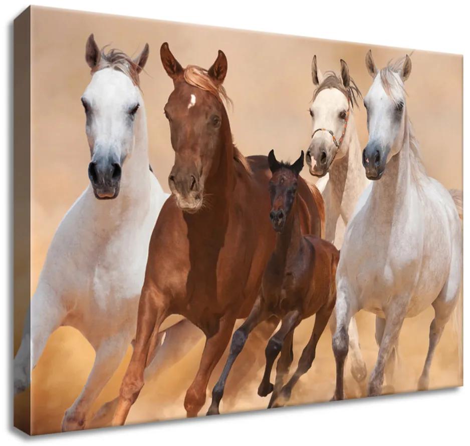 Gario Obraz na plátně Cválající koně Velikost: 40 x 30 cm