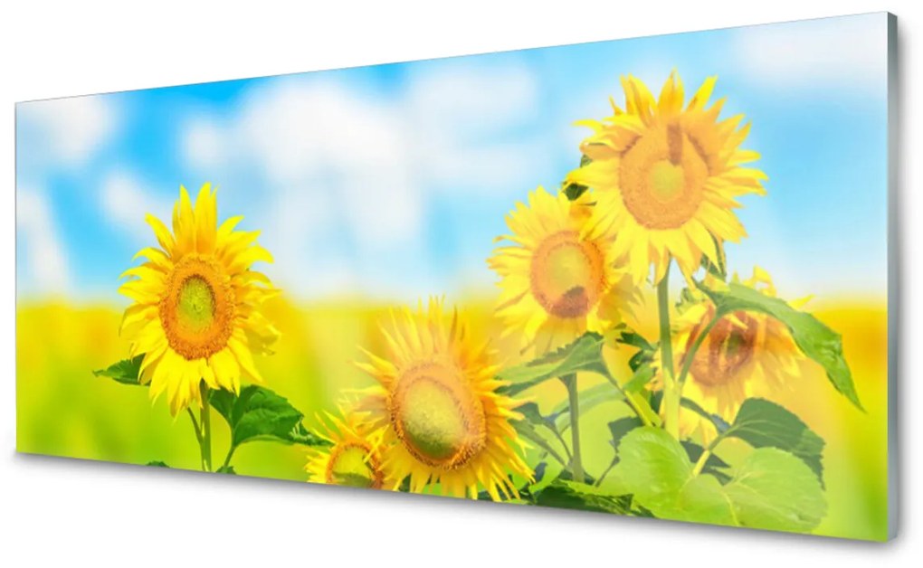 Plexisklo obraz Slunečnice Květiny Příroda
