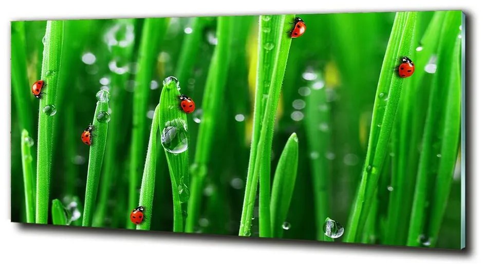 Wallmuralia Fotoobraz na skle Berušky na trávě 125x50 cm