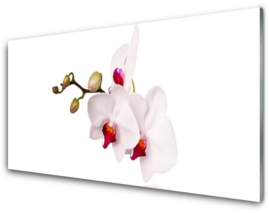 Obraz na skle Květiny Příroda Orchidej 140x70 cm