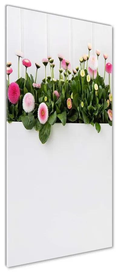 Wallmuralia Foto obraz akrylový na stěnu Růžové sedmikrásky 50x125 cm