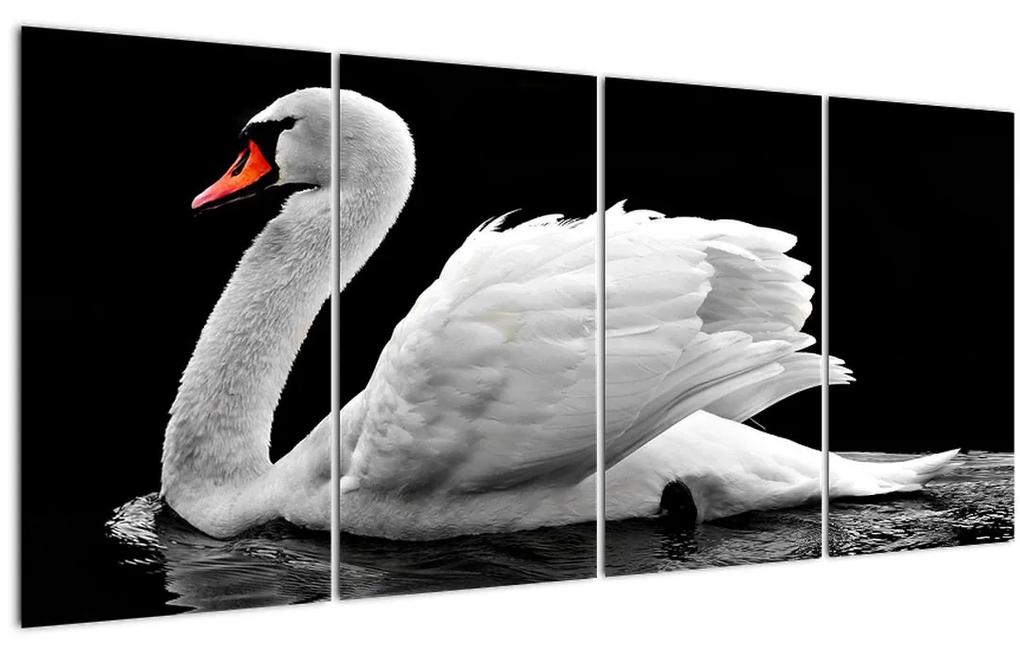 Obraz černobílé labutě (160x80 cm), 40 dalších rozměrů
