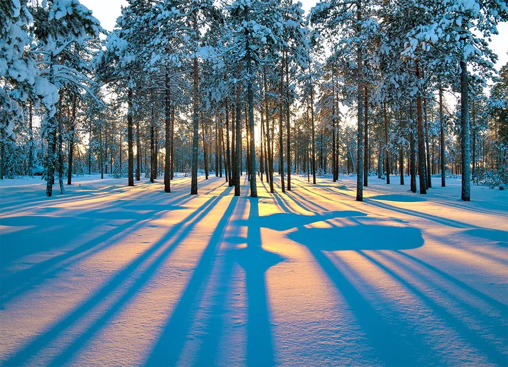 Malvis ® Tapeta Slunce svítící přes zimní lesík Vel. (šířka x výška): 432 x 290 cm