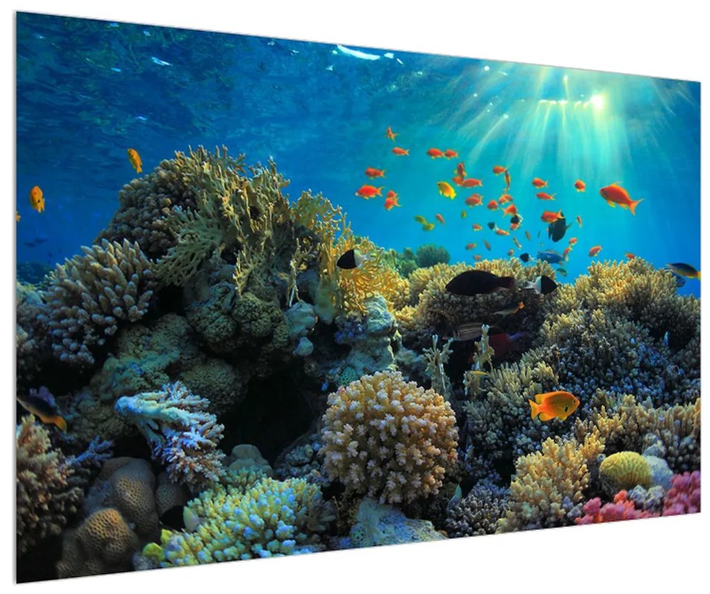 Obraz podmořského světa (120x80 cm)