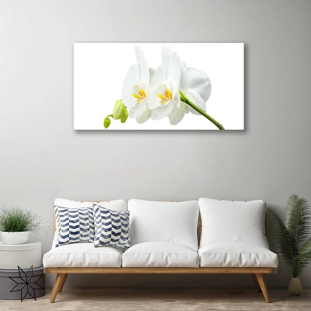 Obraz na plátně Plátky Květ Bíla Orchidej 100x50 cm