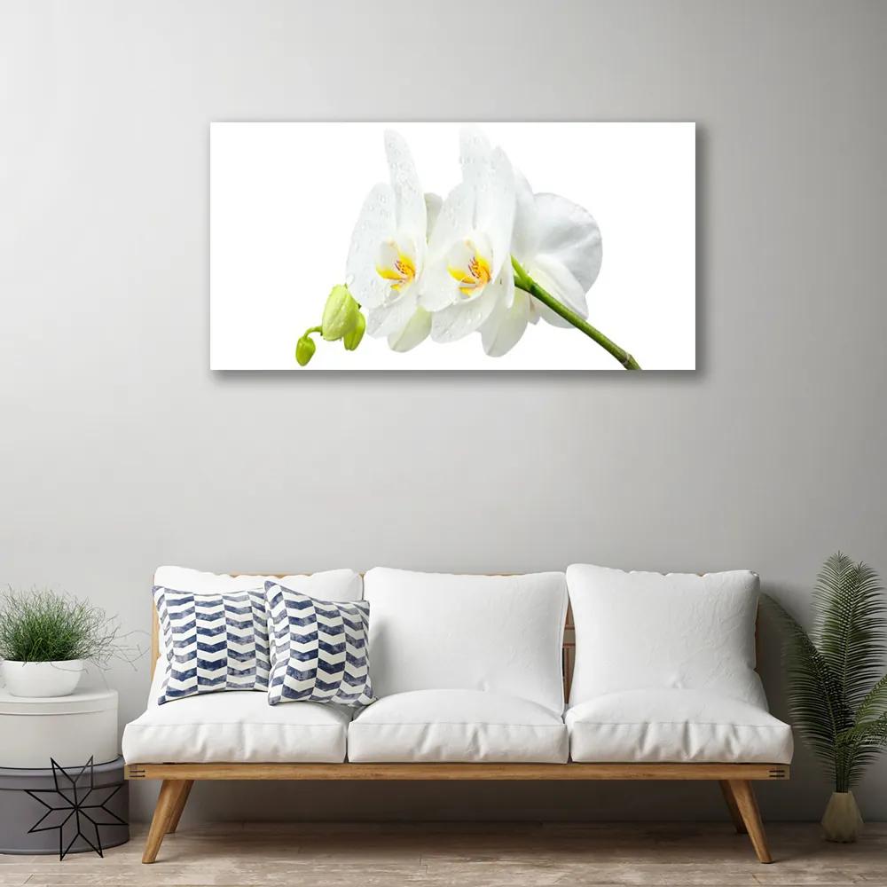 Obraz na plátně Plátky Květ Bíla Orchidej 140x70 cm