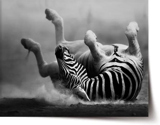 Plakát - Válející se zebra 120x80 cm