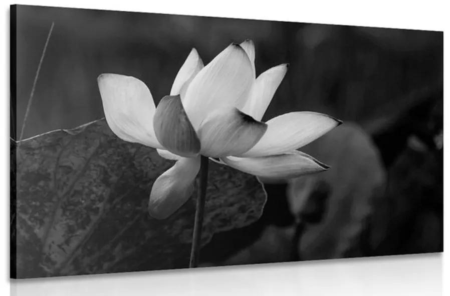 Obraz jemný lotosový květ v černobílém provedení Varianta: 120x80