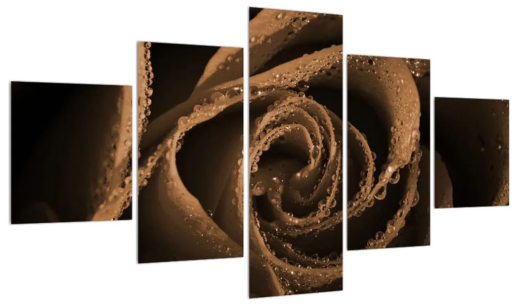 Obraz růže s kapkami (125x70 cm)