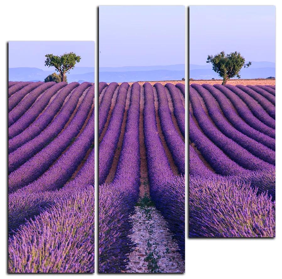 Obraz na plátně - Levandulové pole v létě - čtverec 3234D (75x75 cm)