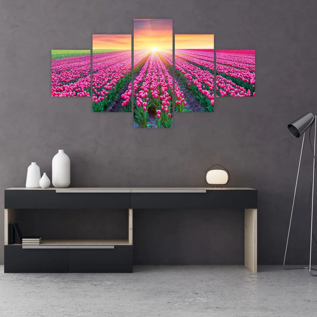 Obraz pole tulipánů se sluncem (125x70 cm)