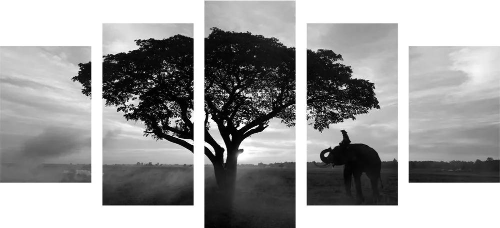 5-dílný obraz slon při východu slunce v černobílém provedení Varianta: 100x50
