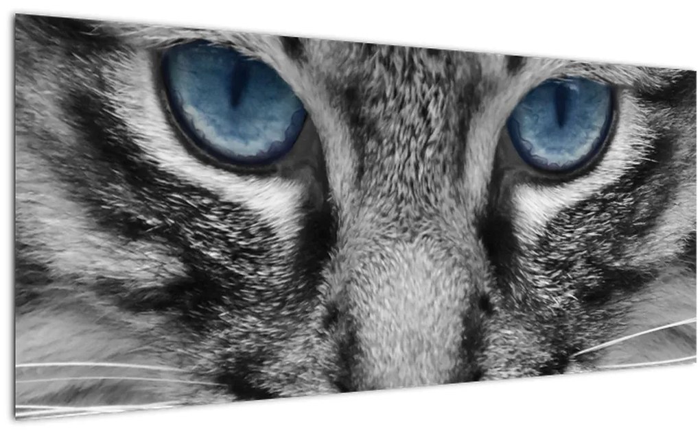 Obraz kočky (100x40 cm), 40 dalších rozměrů