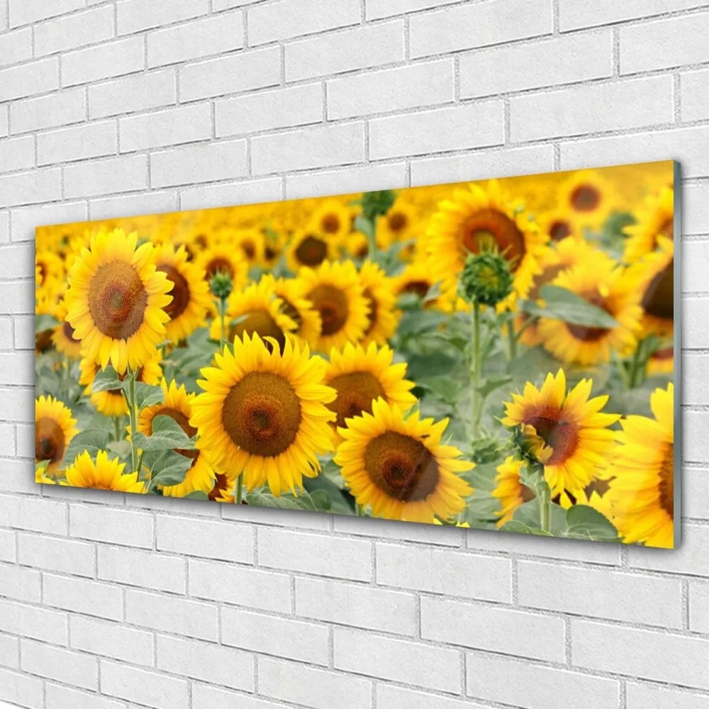 akrylový obraz Slunečnice Rostlina Příroda 125x50 cm