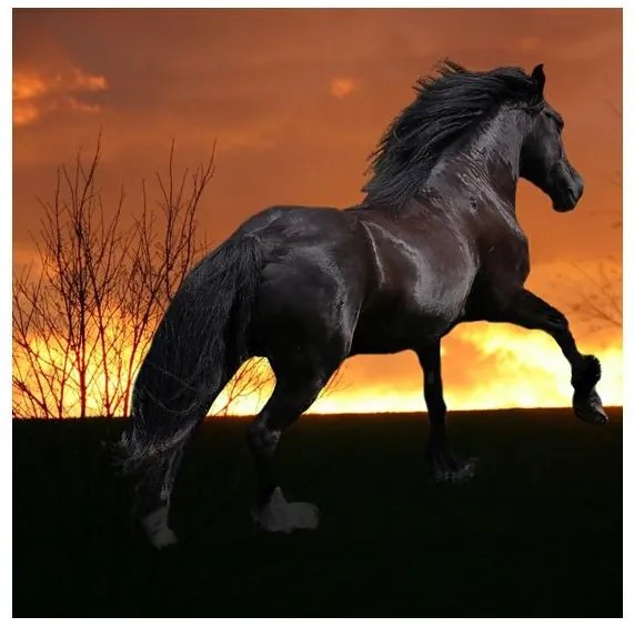Obraz koně (50x50 cm), 40 dalších rozměrů