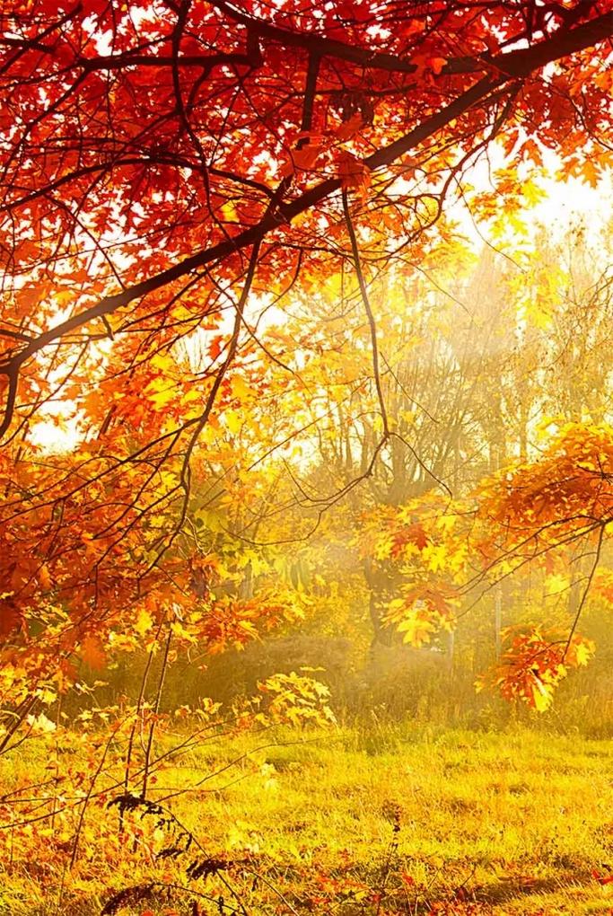Malvis ® Obraz podzimní záře Velikost (šířka x výška): 90x60 cm