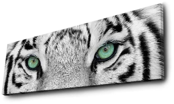 Obraz s led osvětlením White Tiger 90x30 cm