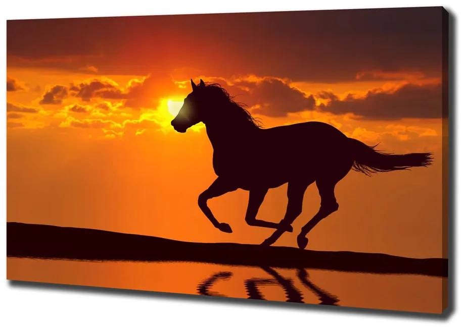 Wallmuralia Foto obraz na plátně do obýváku Kůň západ slunce 100x70 cm