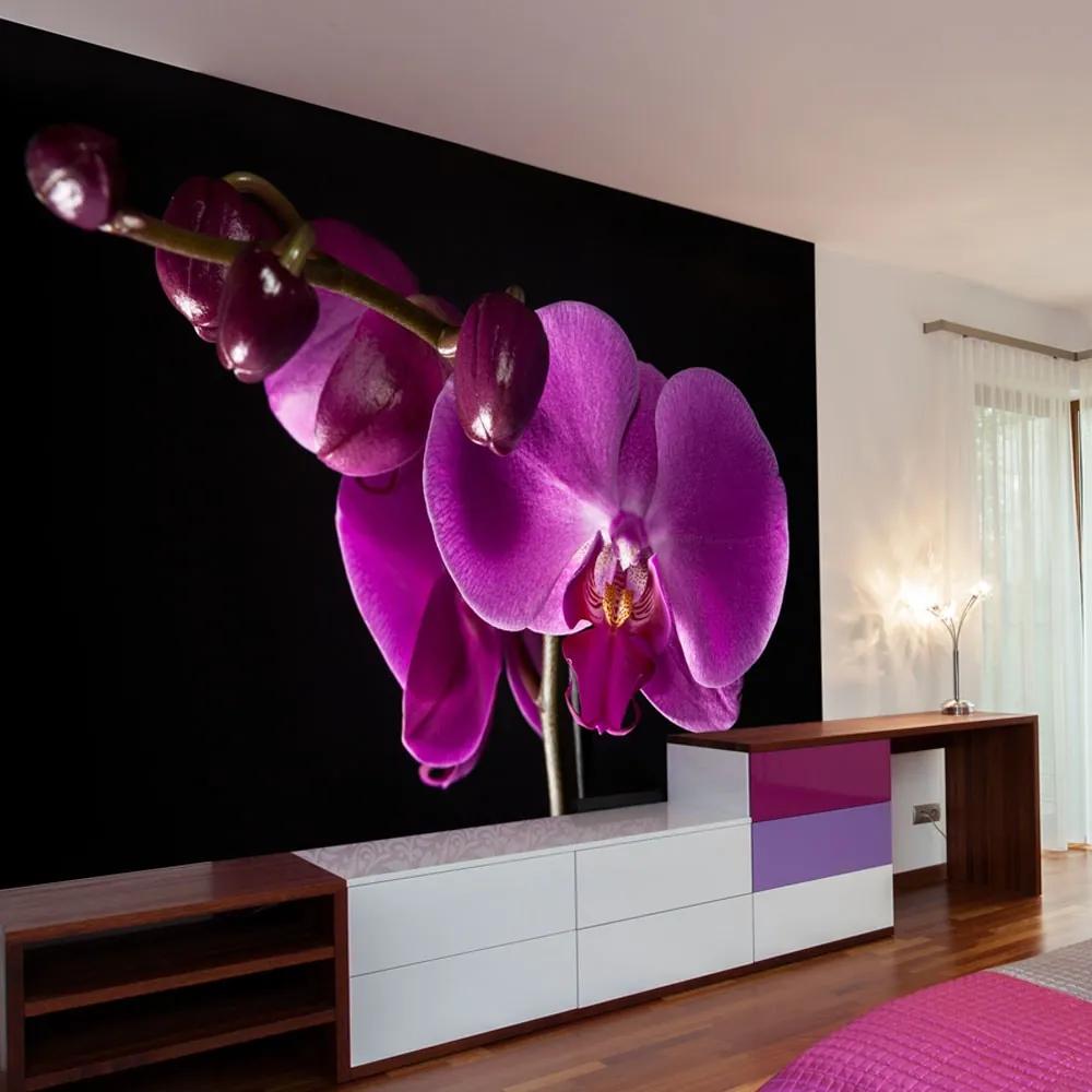 Fototapeta Elegantní orchidej - elegant Orchis
