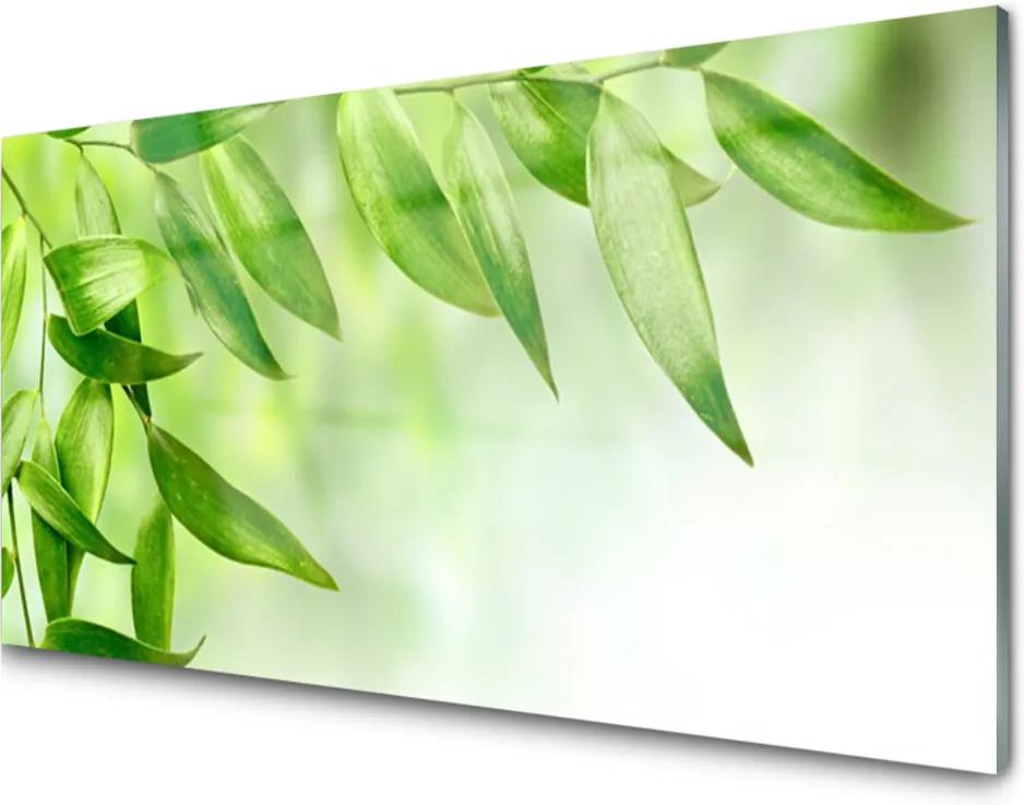 Plexisklo obraz Zelené Listy Příroda