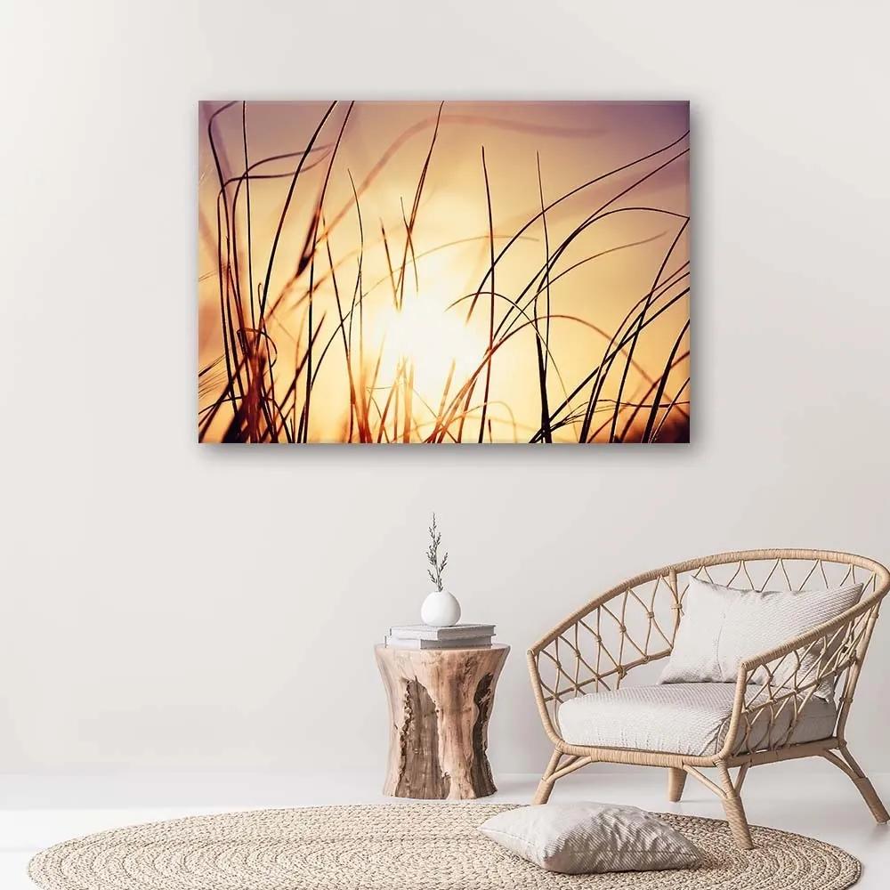 Obraz na plátně Tráva Západ slunce Příroda Rostliny - 100x70 cm