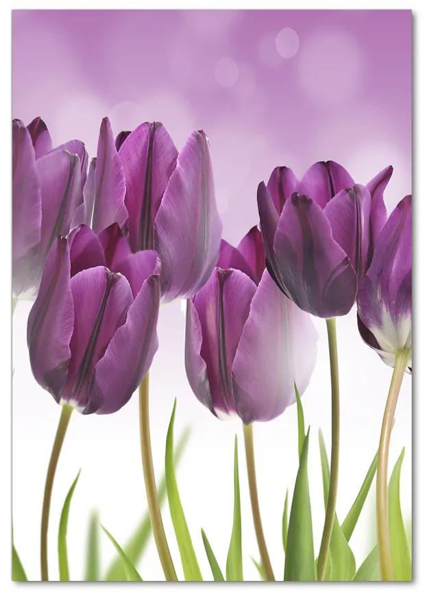 Wallmuralia Foto obraz akrylový Fialové tulipány 70x100 cm
