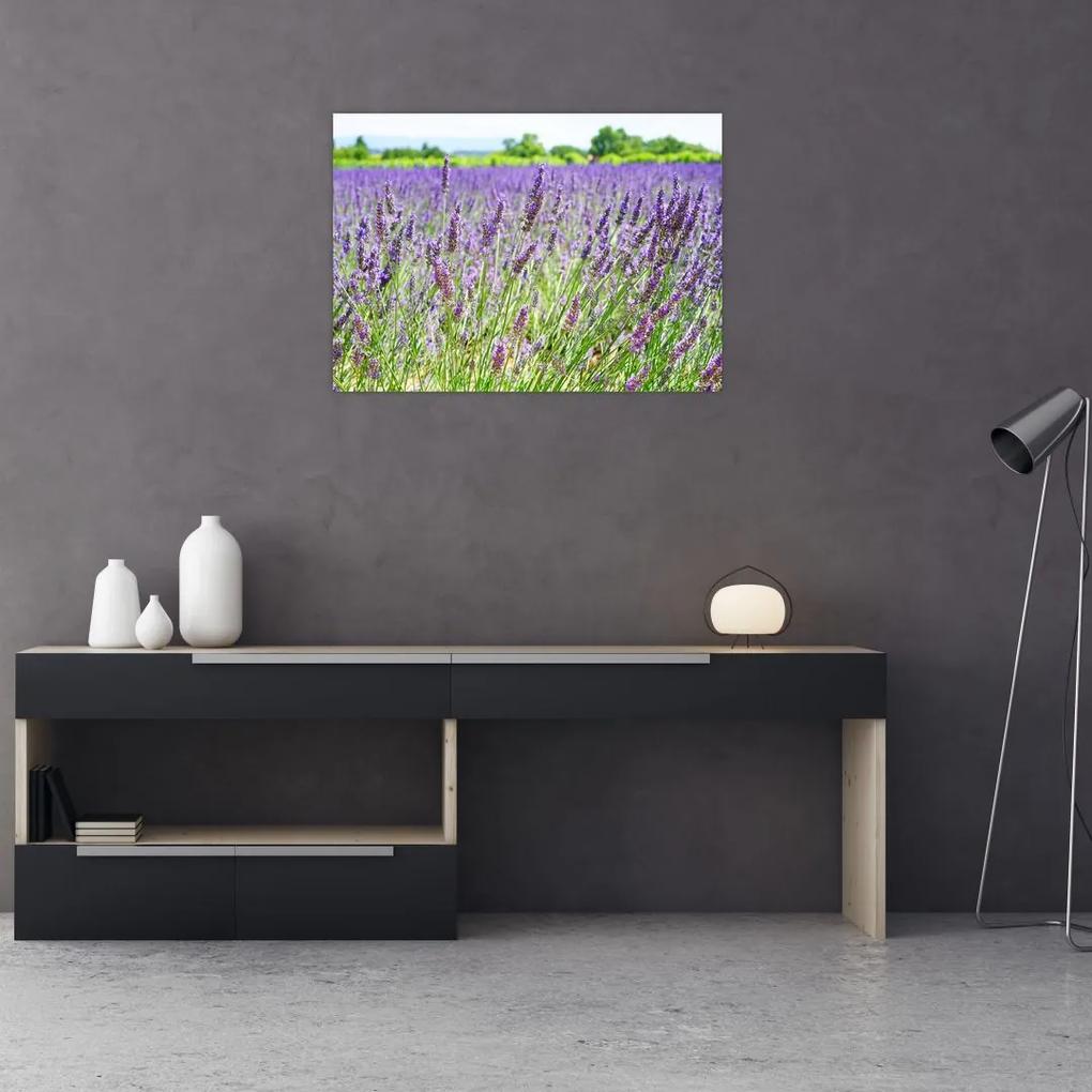 Skleněný obraz pole s levandulemi (70x50 cm)