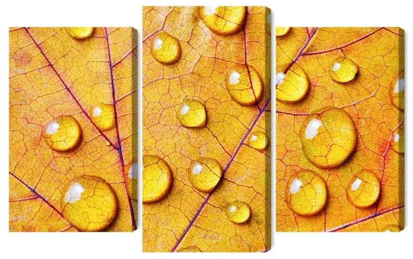 Vícedílný obraz Kapky Vody Na Podzimní Listí Makro Nedostatek Nedostatek Přírodní plátno 60x40