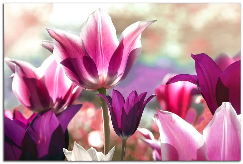 Obraz Fialové tulipány , vícedílný