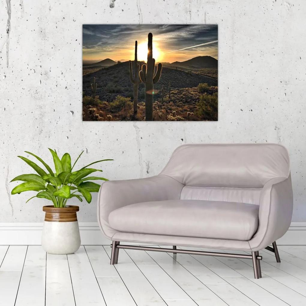 Skleněný obraz - kaktusy ve slunci (70x50 cm)