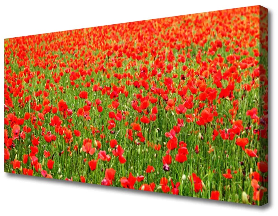 Obraz na plátně Máky Rostlina Příroda 100x50cm