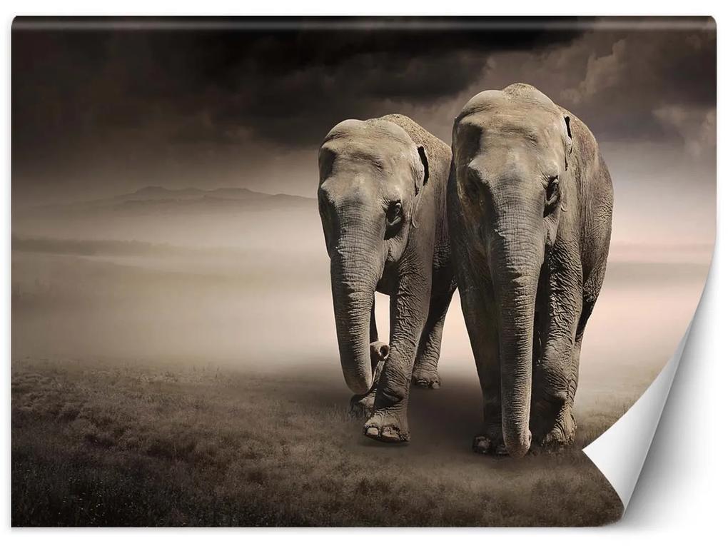 Gario Fototapeta Pár slonů Materiál: Vliesová, Rozměry: 200 x 140 cm