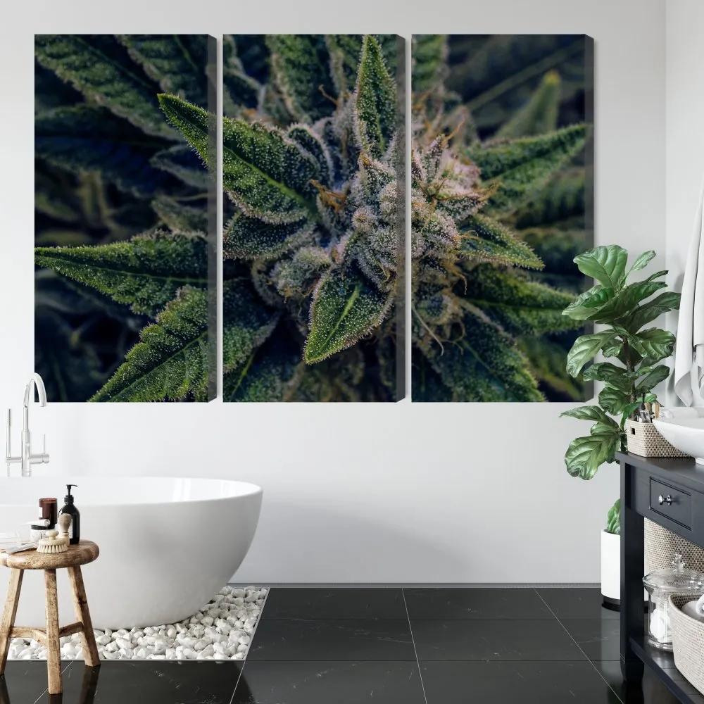Vícedílný obraz Rostlina Konopí Zblízka Nedostatek Nedostatek Plátno Canvas 120x80
