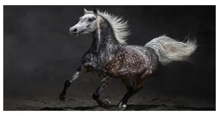 Wallmuralia Moderní akrylový fotoobraz Šedný arabský kůň 120x60 cm