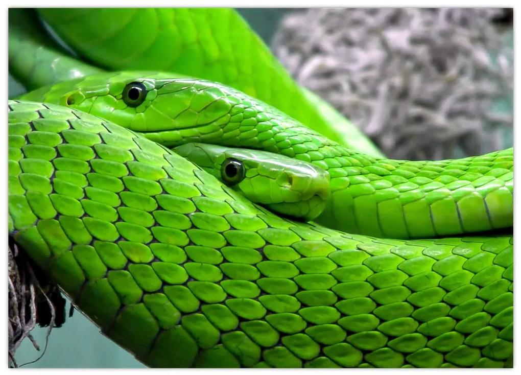Skleněný obraz zelených hadů (70x50 cm)