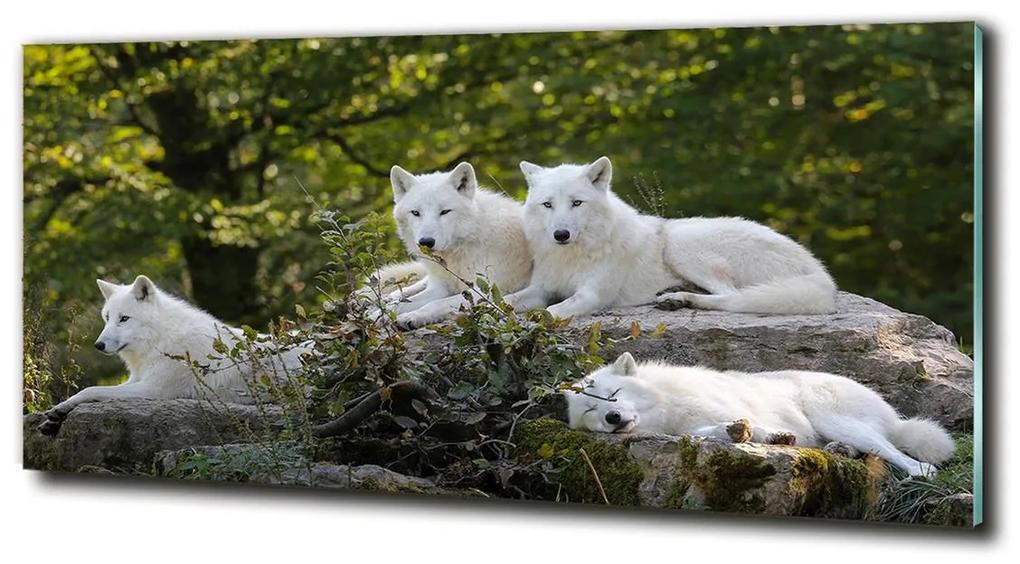 Foto-obraz na skle horizontální Bílí vlci a skála