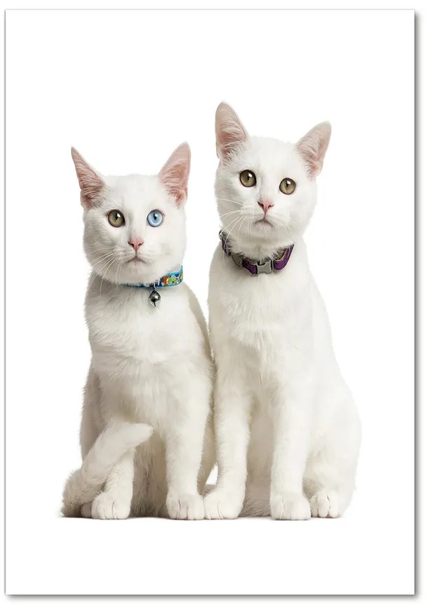 Wallmuralia Foto obraz fotografie na skle Dvě bílé kočky 70x100 cm