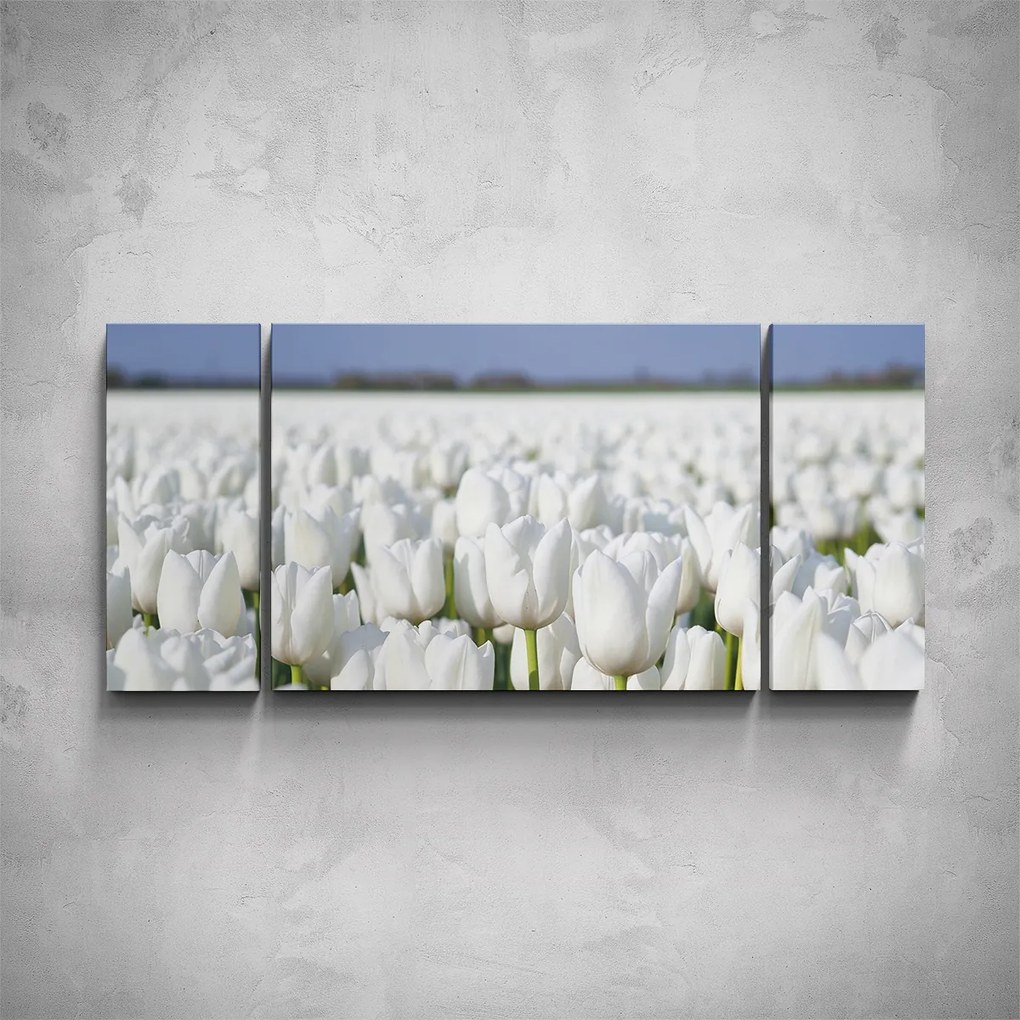 3-dílný obraz - Bílé tulipány - PopyDesign