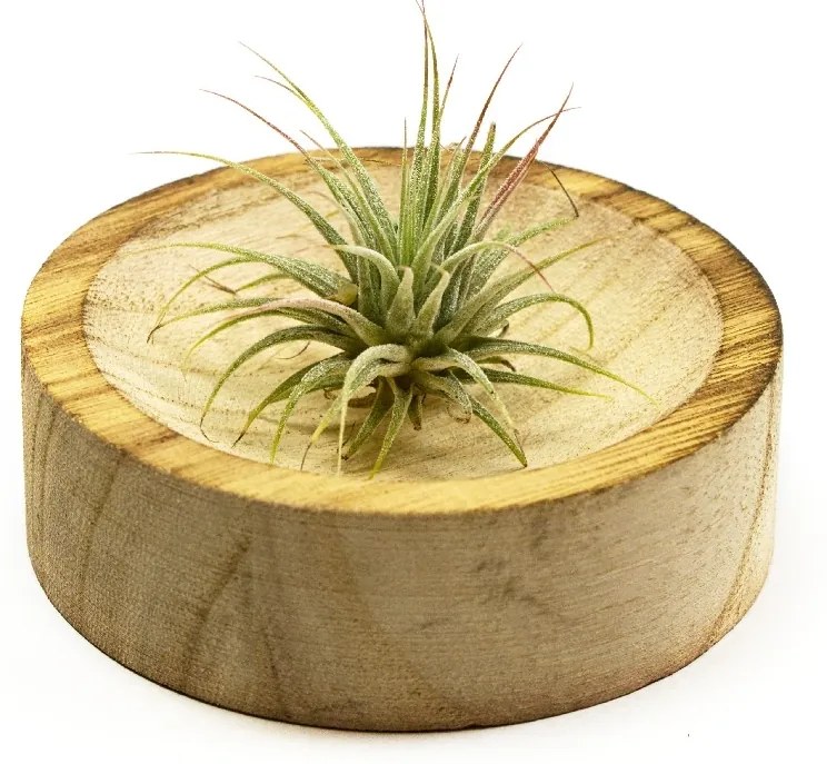Gardners Tillandsia ionantha green, mini