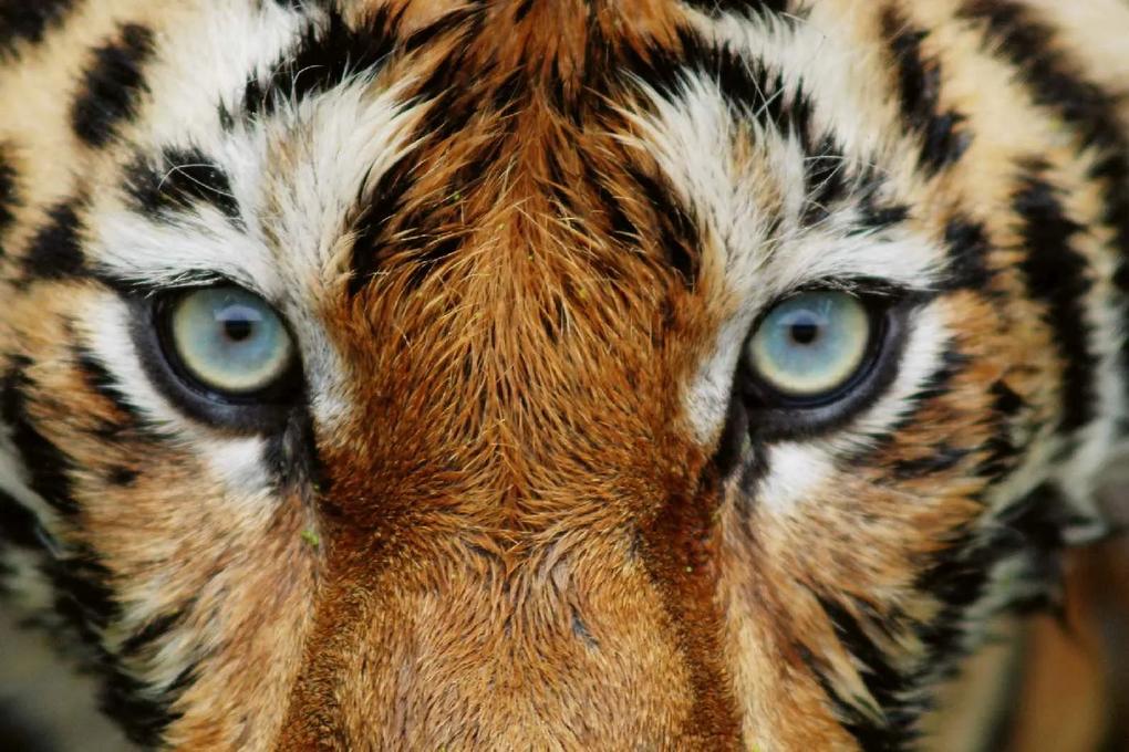 DIMEX | Samolepicí vliesová fototapeta na zeď Tygří pohled MA-5-0539 | 375 x 250 cm | bílá, černá, oranžová, hnědá