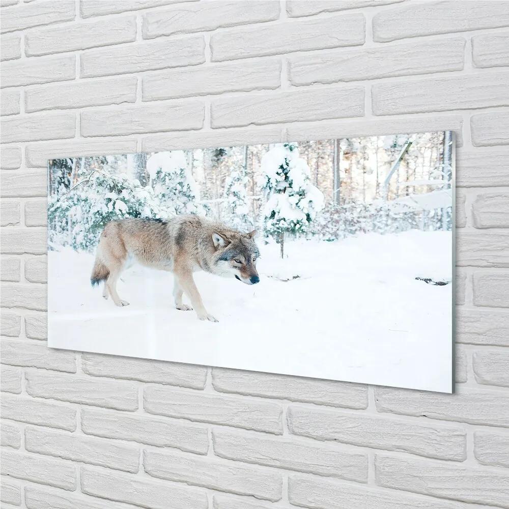 Obraz na skle Vlk v zimě lese 125x50 cm