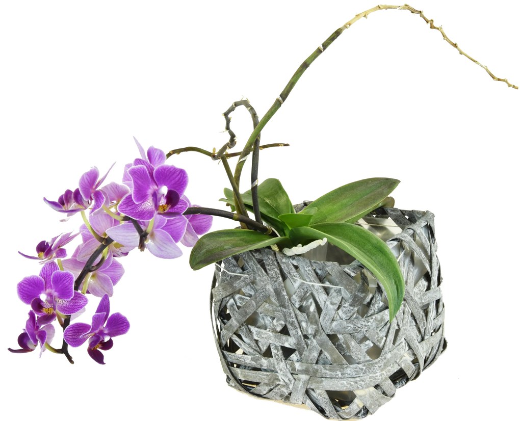 Vingo Hranatý květináč z dýhy šedý s igelitovou vložkou Rozměry (cm): 21x21, v. 16